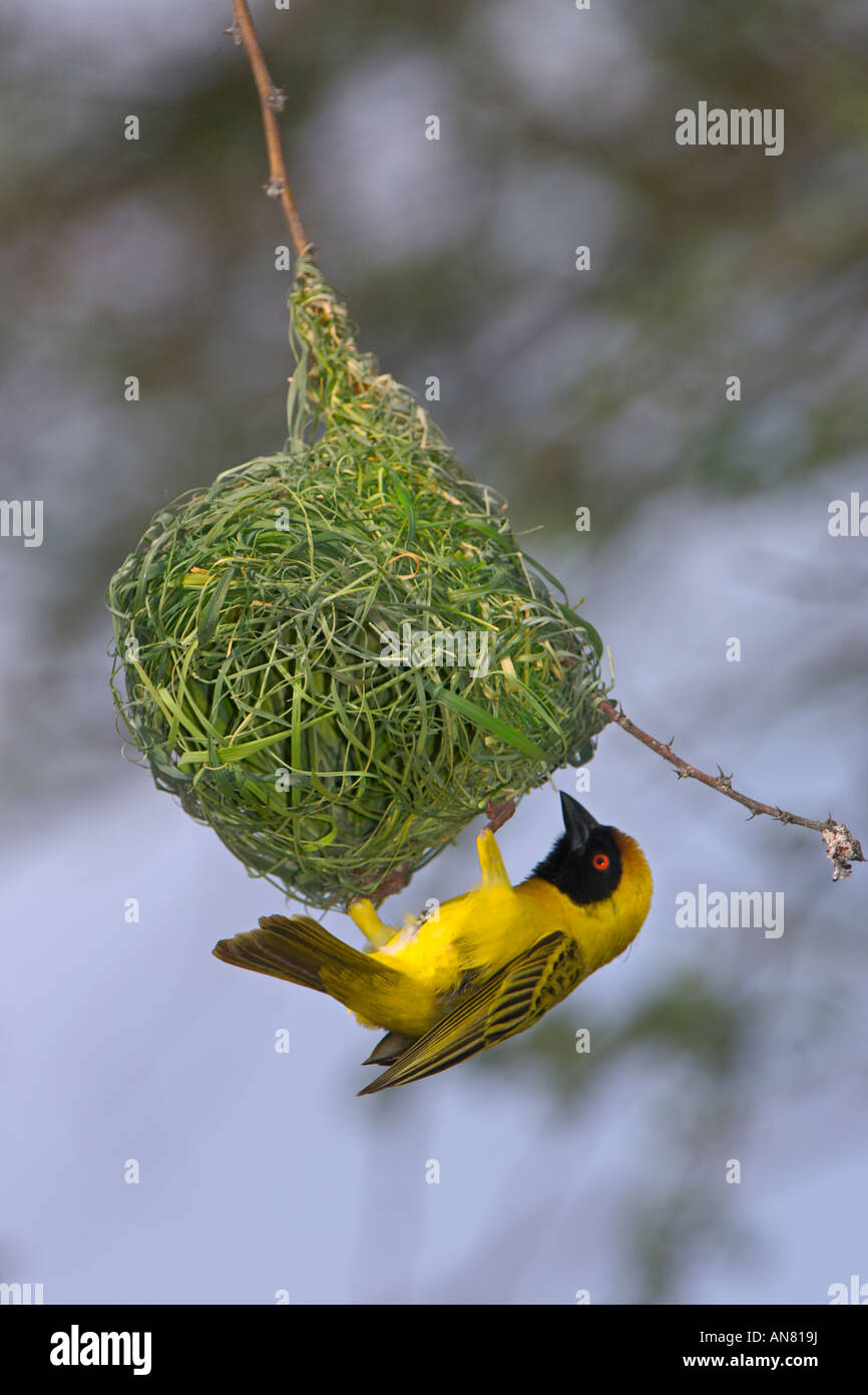 Southern masked weavers nest building hi-res stock photography and ...