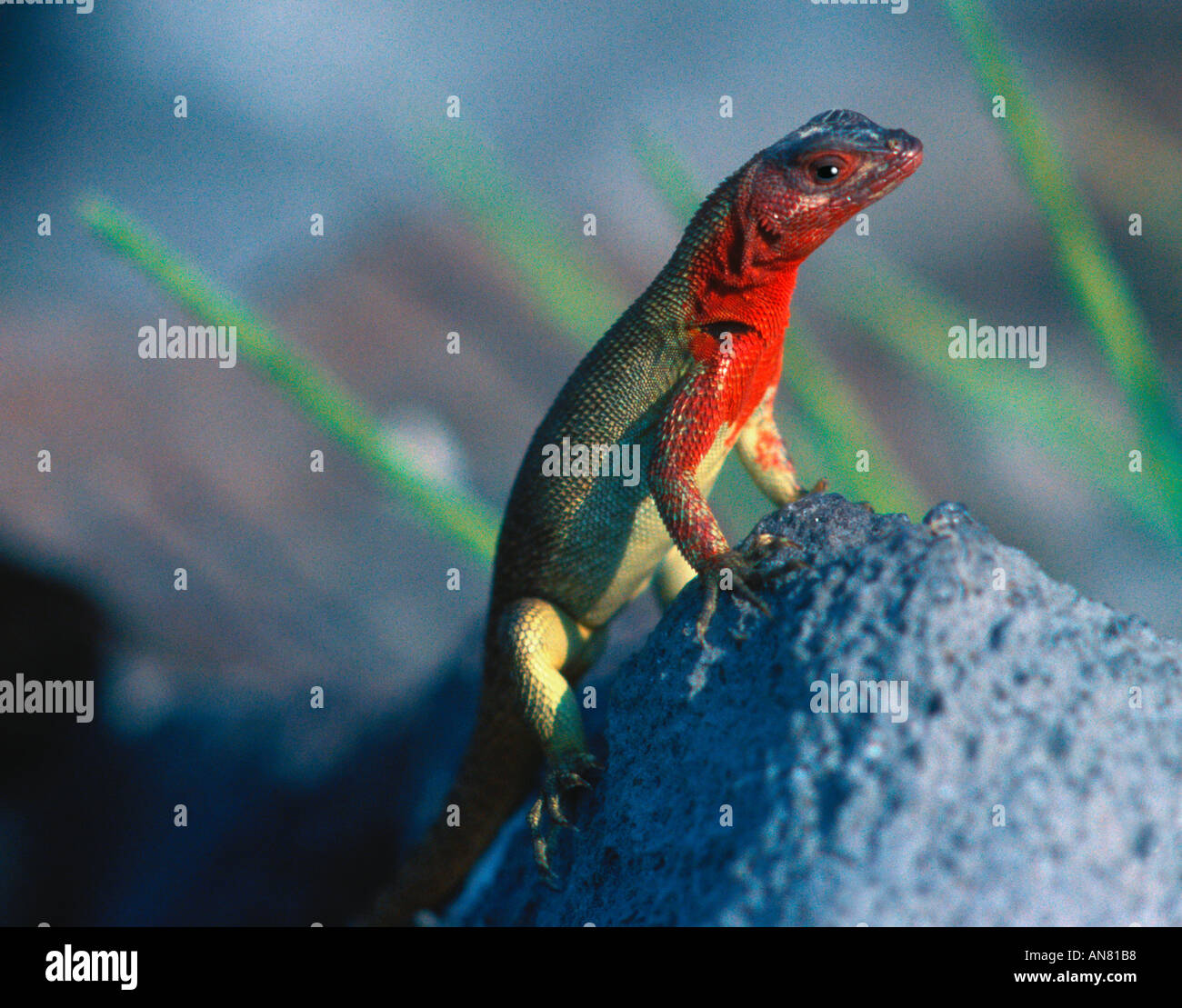 Lava Lizard Tropidurus Microlophus Isla Espanola Island Galapagos ...