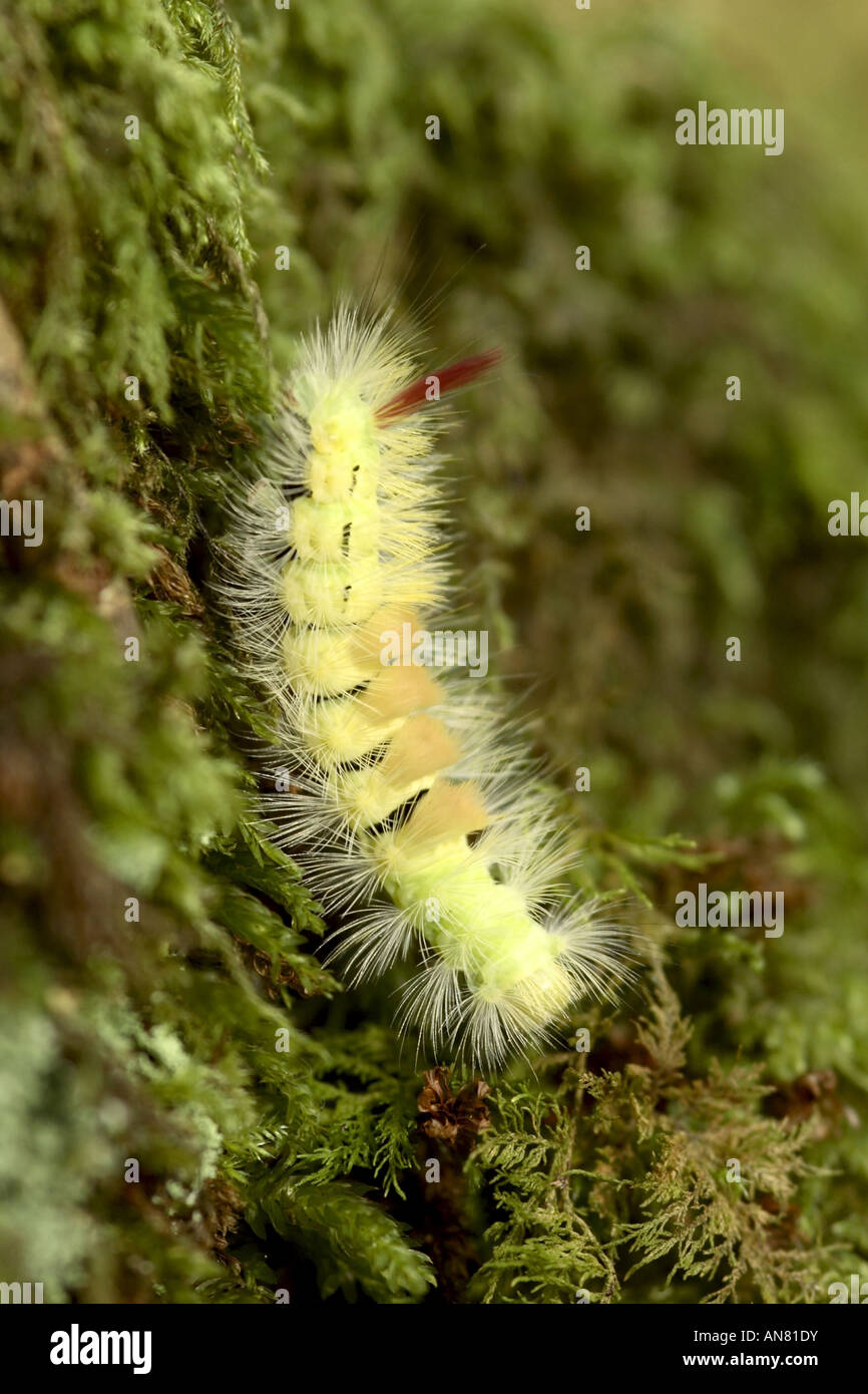Pale Tussock Moth (Calliteara pudibunda) caterpiller close up Stock ...