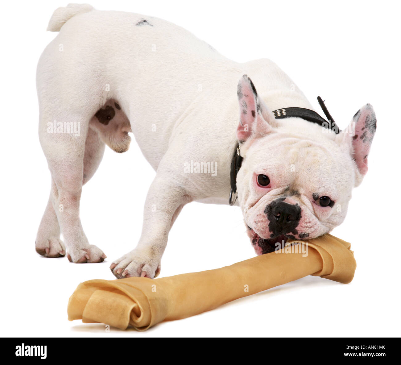 Strong bites hi-res stock photography and images - Alamy