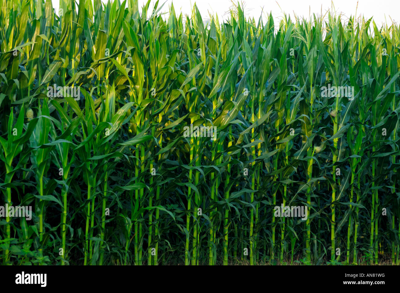 Dense Stand of Corn Stalks Growing in a Field Stock Photo - Alamy