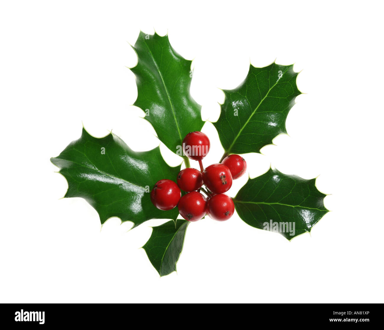 Sprig design Cut Out Stock Images & Pictures - Alamy