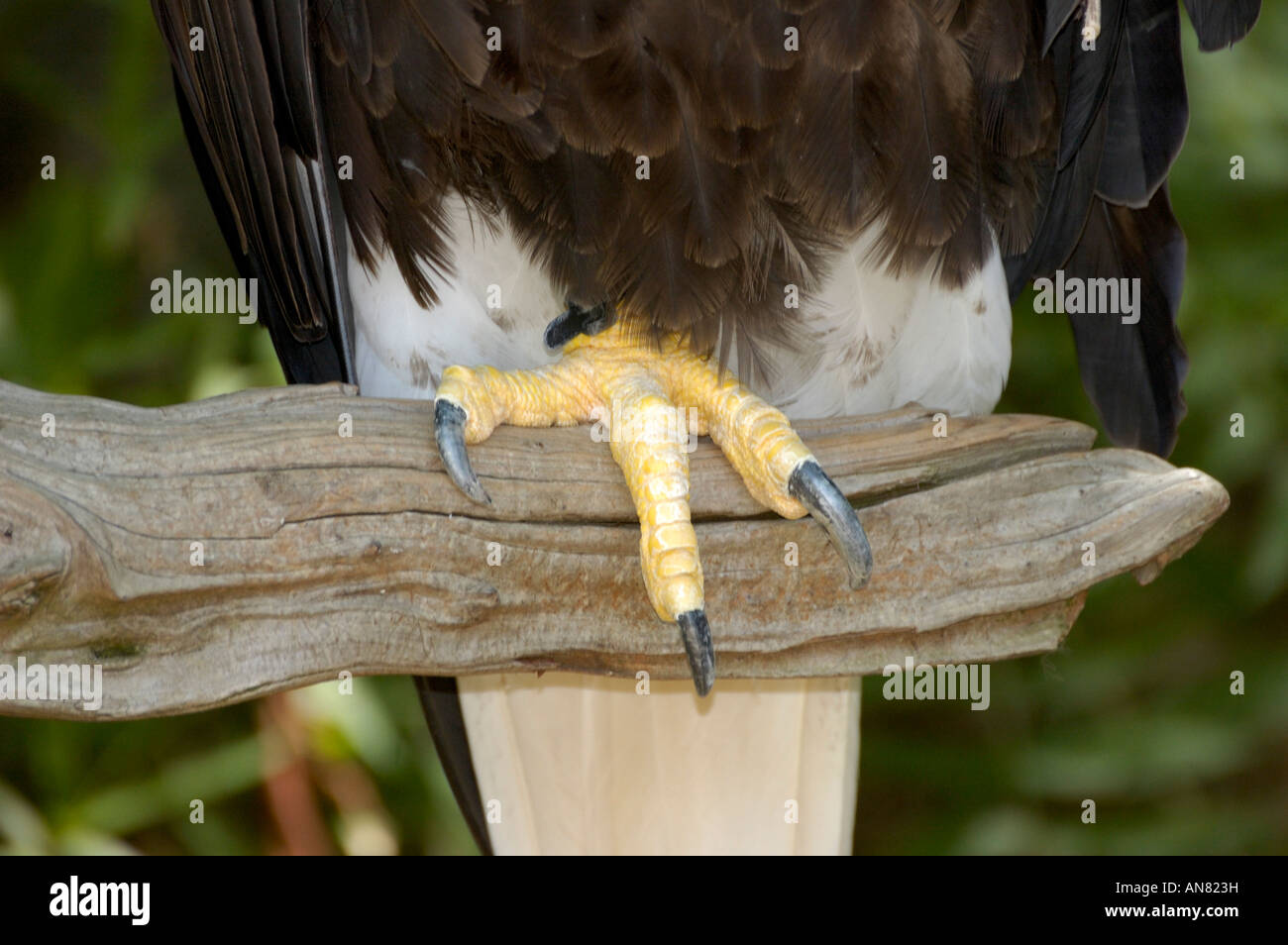 Foot and talons of an American Bald Eagle Stock Photo - Alamy