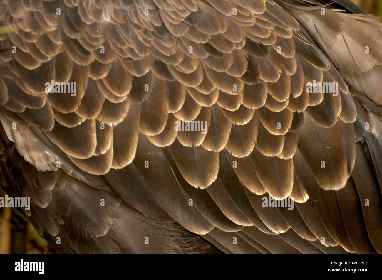 Feathers of an American Bald Eagle Stock Photo - Alamy