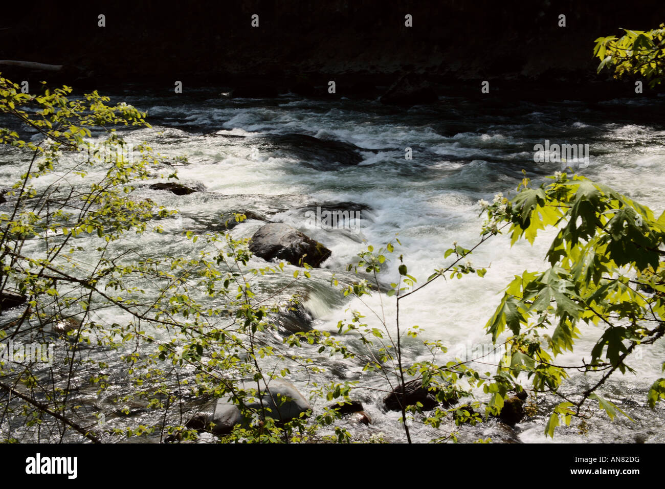 Stream in Forest Stock Photo - Alamy
