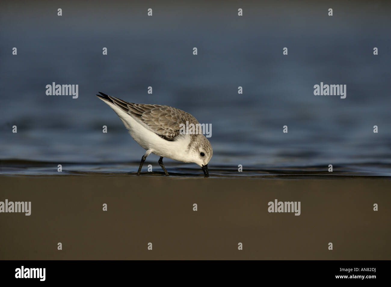 Sanderling Calidris alba Spain winter Stock Photo - Alamy