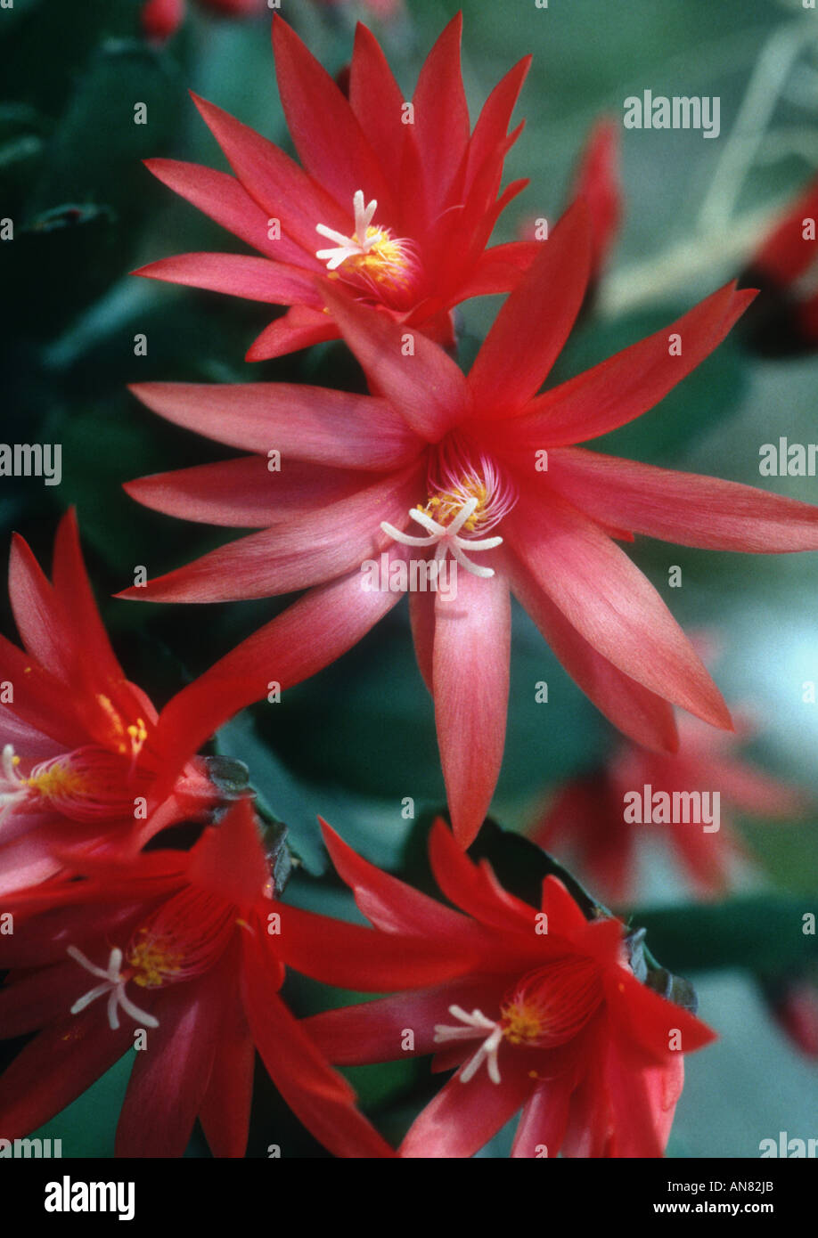 Thanksgiving cactus, Easter Cactus (Rhipsalidopsis gaertneri, Hatiora ...