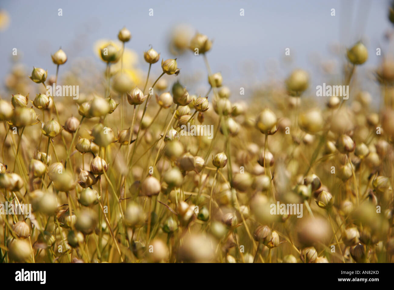common flax (Linum usitatissimum), flax field in summer, ripe fruits ...