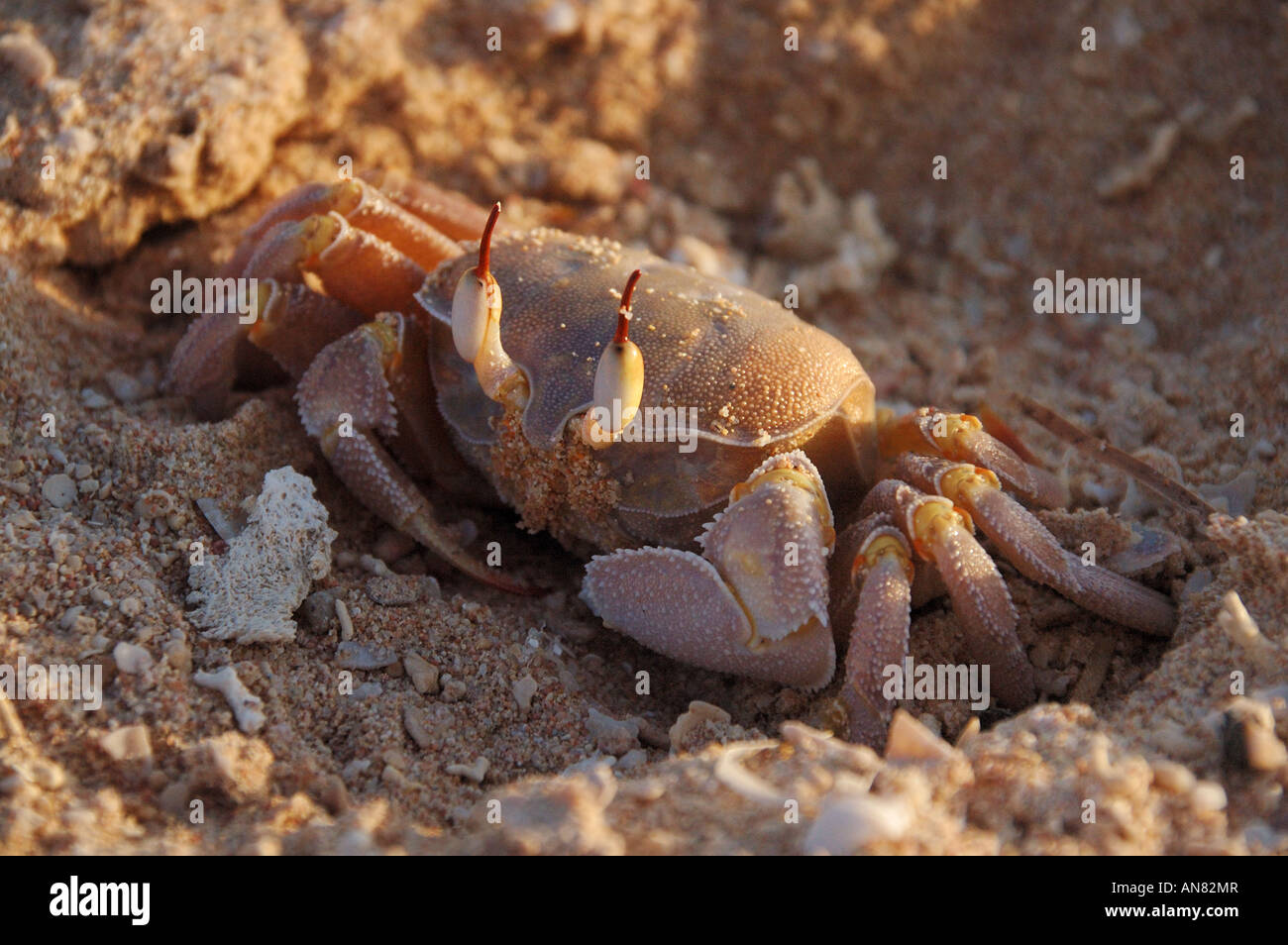 Crab gills hi-res stock photography and images - Alamy