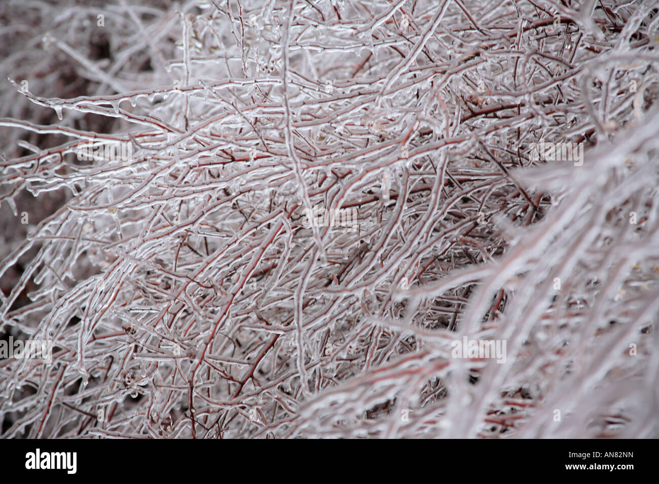 Ice encapsulated branches hi-res stock photography and images - Alamy