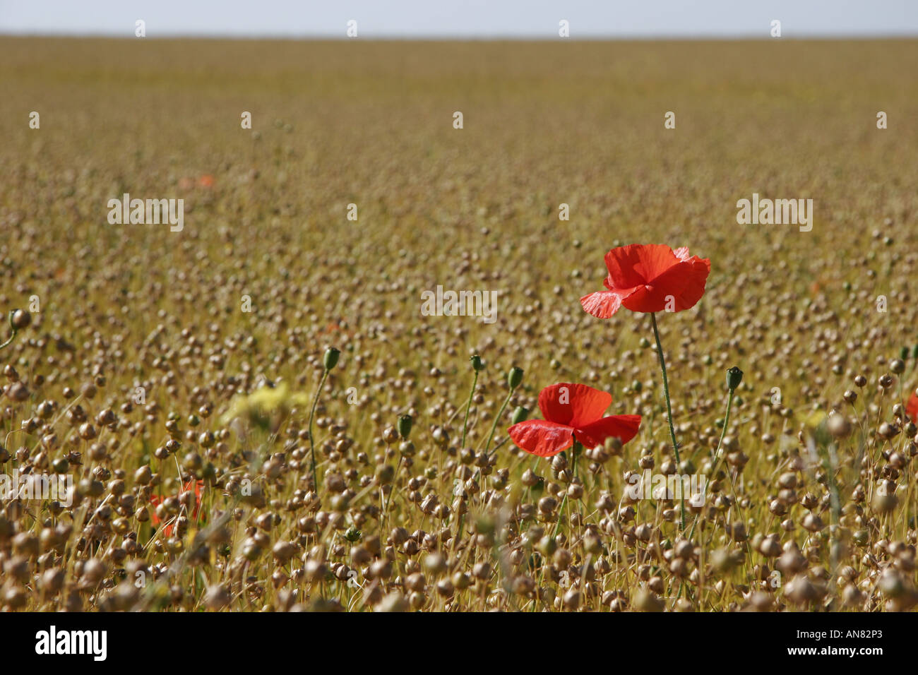 common flax (Linum usitatissimum), flax field in summer with Common ...