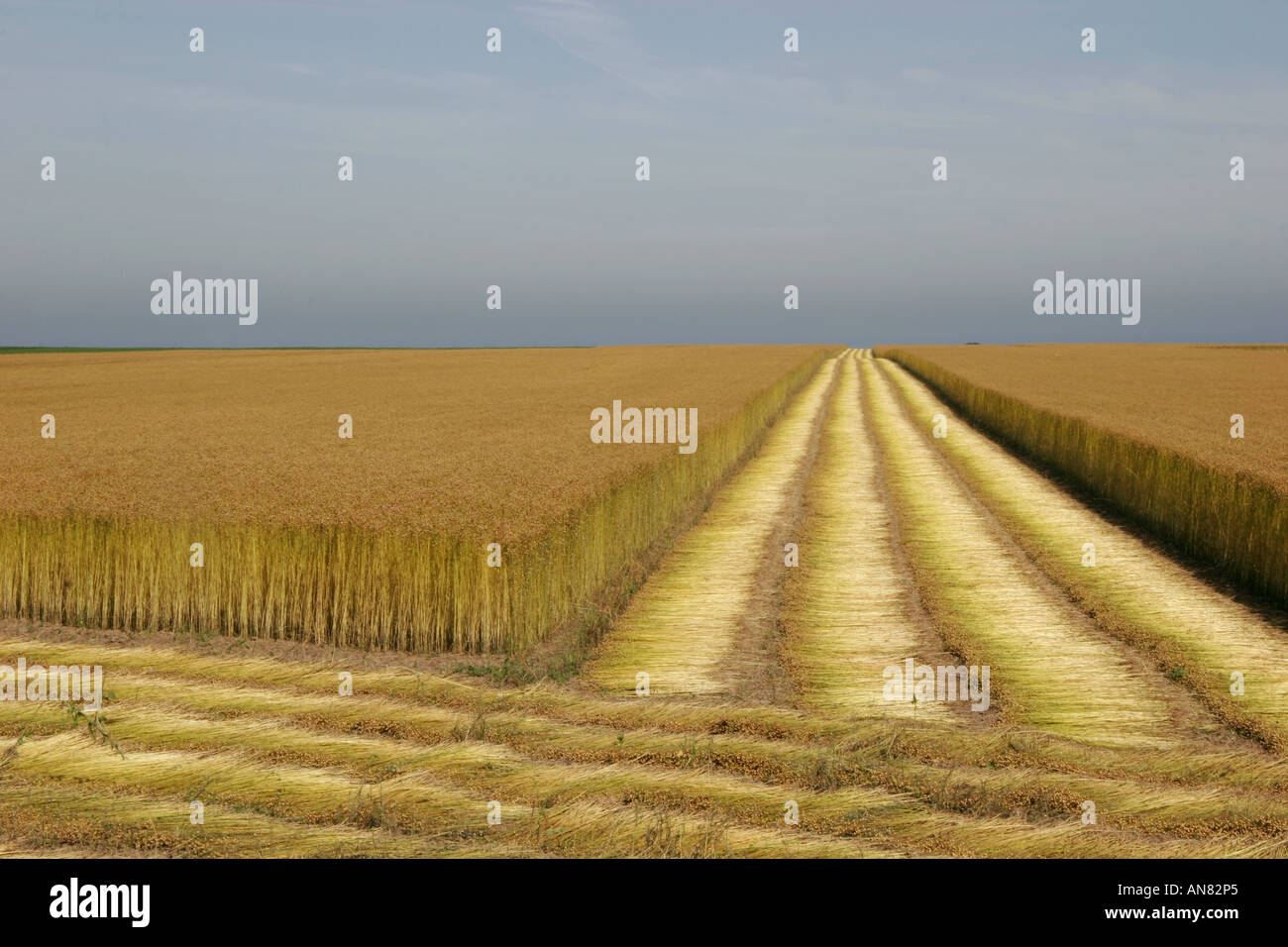 common flax (Linum usitatissimum), harvesting of flax, France, Picardie ...