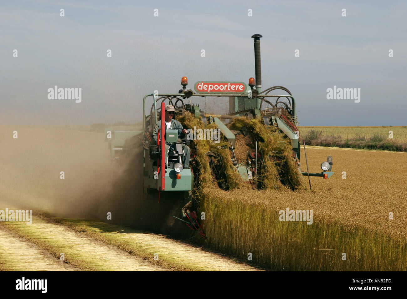 common flax (Linum usitatissimum), harvesting of flax, France, Picardie ...