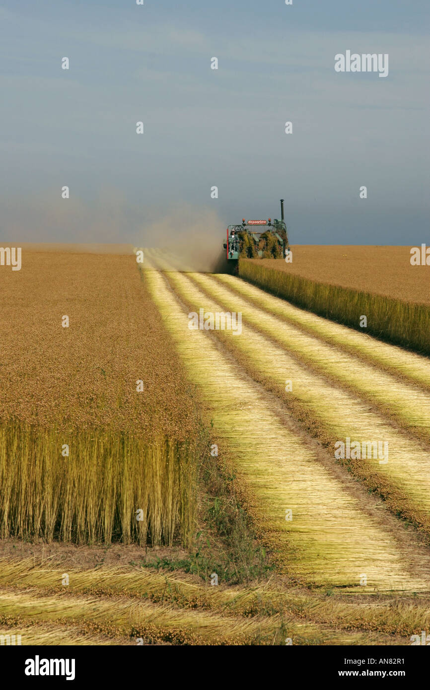common flax (Linum usitatissimum), harvesting of flax, France, Picardie ...