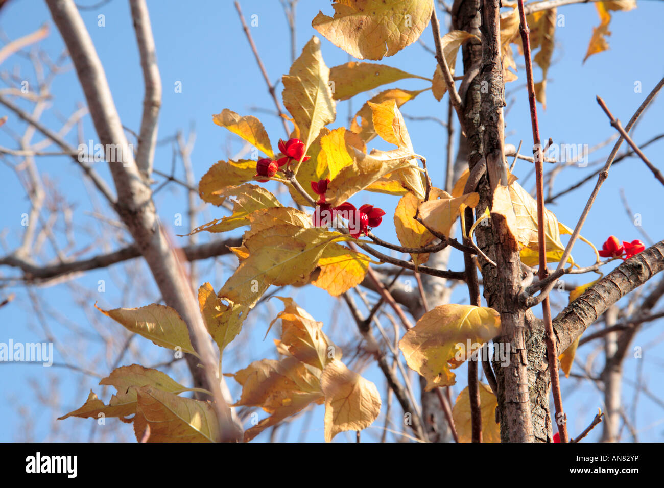 Bitter poison hi-res stock photography and images - Alamy