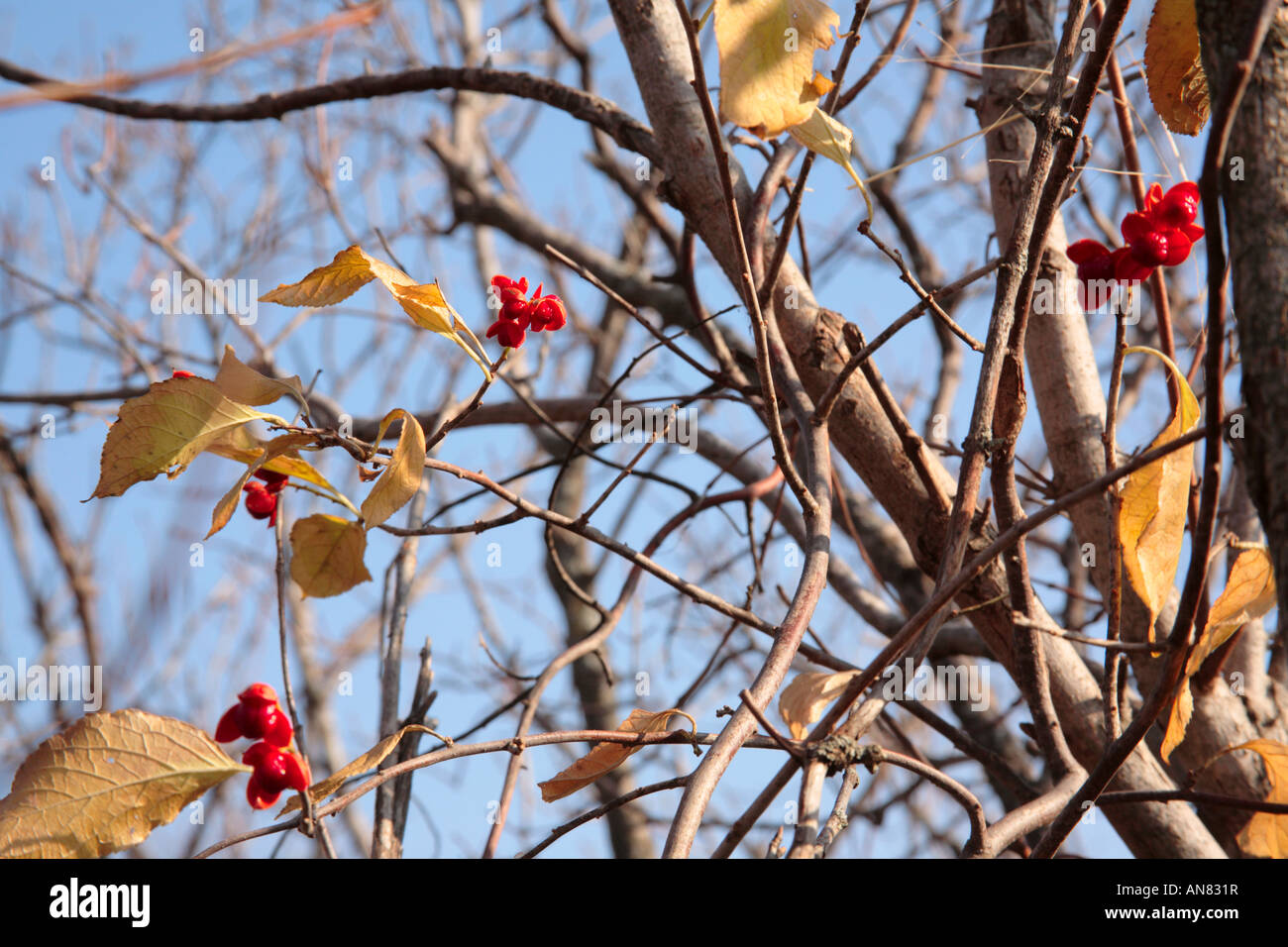 Bitter poison hi-res stock photography and images - Alamy