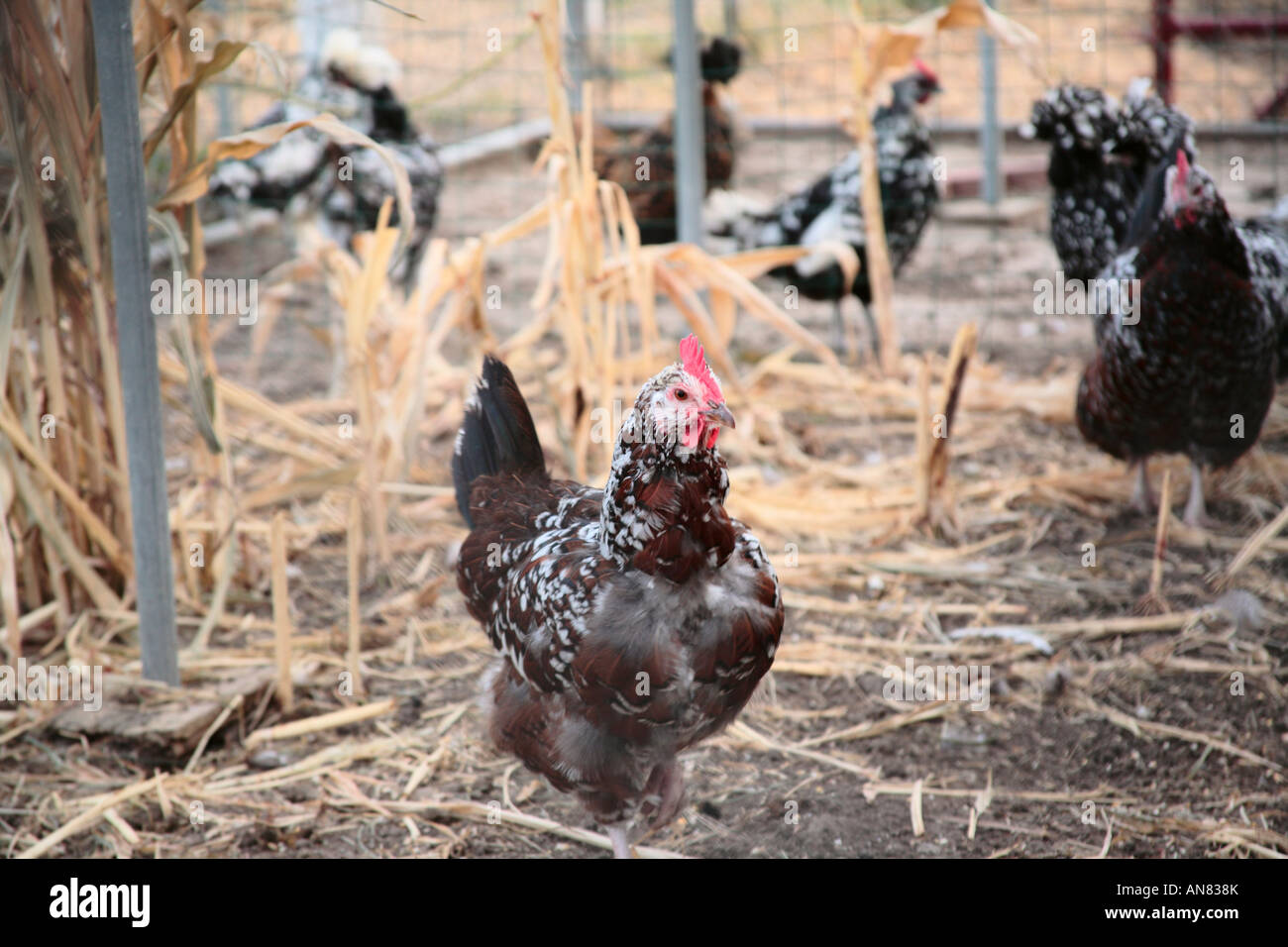 Chickens in barnyard chicken coop hi-res stock photography and images ...