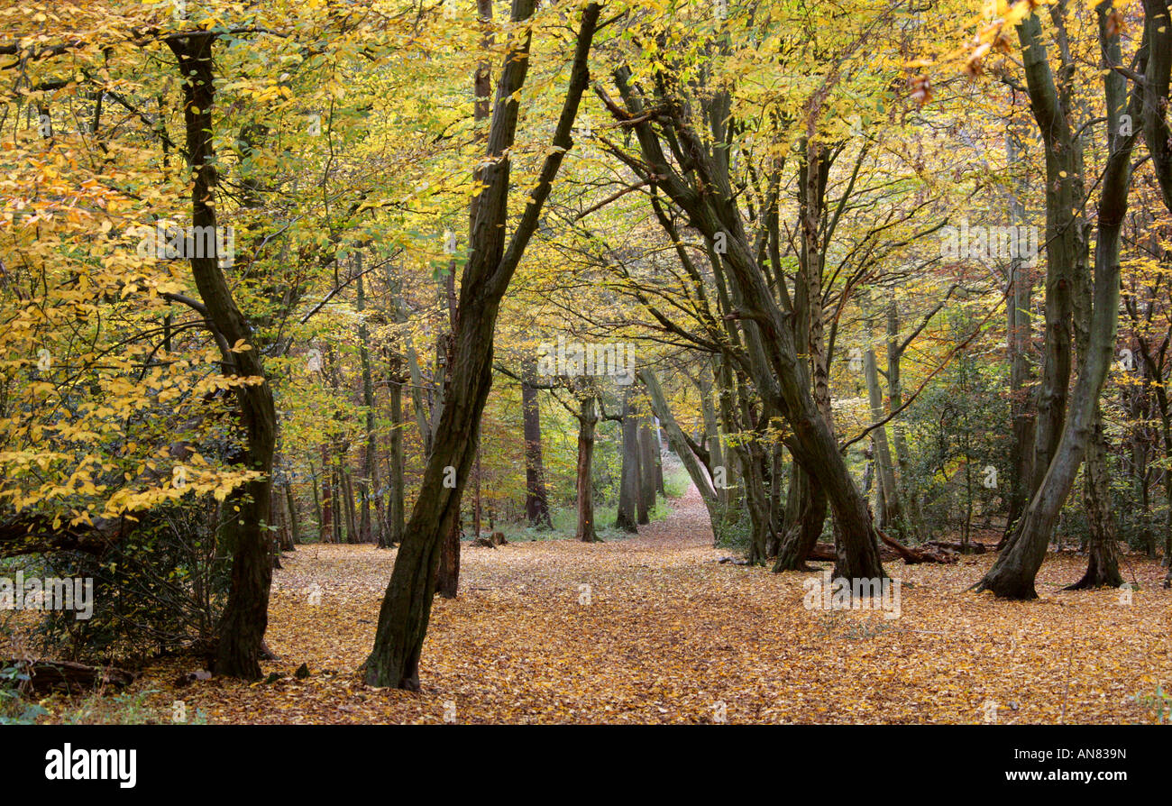 Beech Trees, Whippendell Woods, Watford, Hertfordshire, UK Stock Photo ...