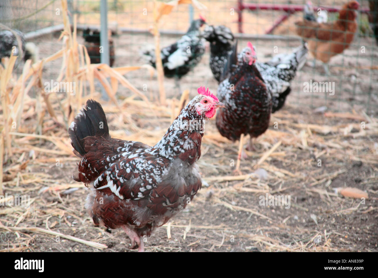 Live chickens hi-res stock photography and images - Alamy