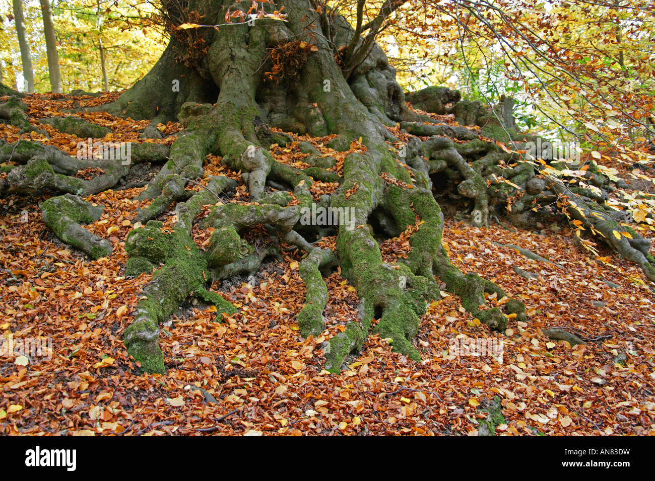 Root beech tree exposed hi-res stock photography and images - Alamy