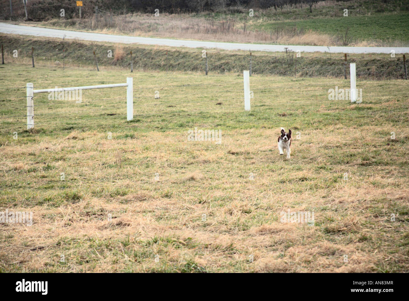 Dog Running in Pasture Stock Photo - Alamy
