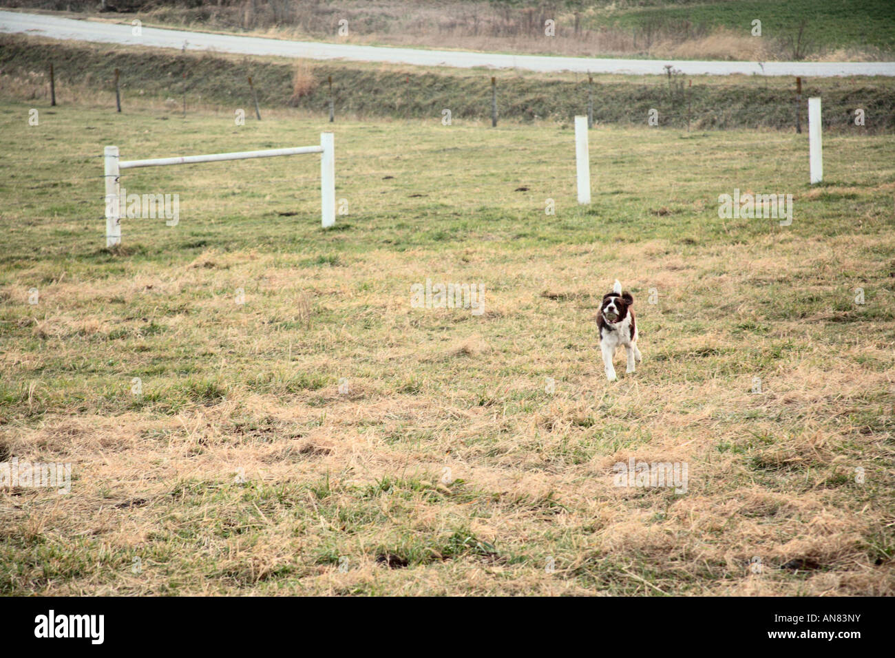 Dog Running in Pasture Stock Photo - Alamy