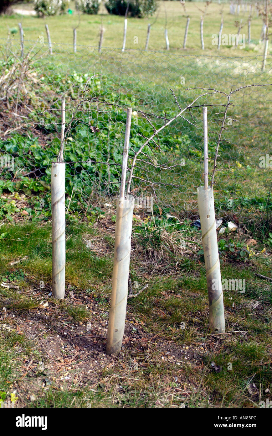 Saplings Fence Stock Photos & Saplings Fence Stock Images - Alamy