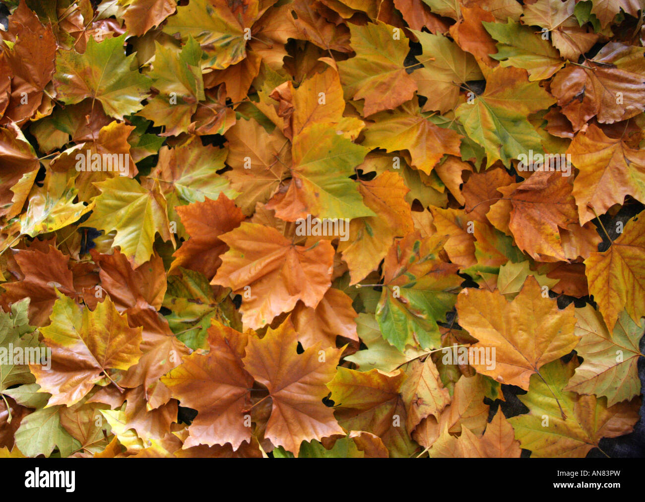 London Plane Tree Leaves Platanus x hybrida Stock Photo - Alamy