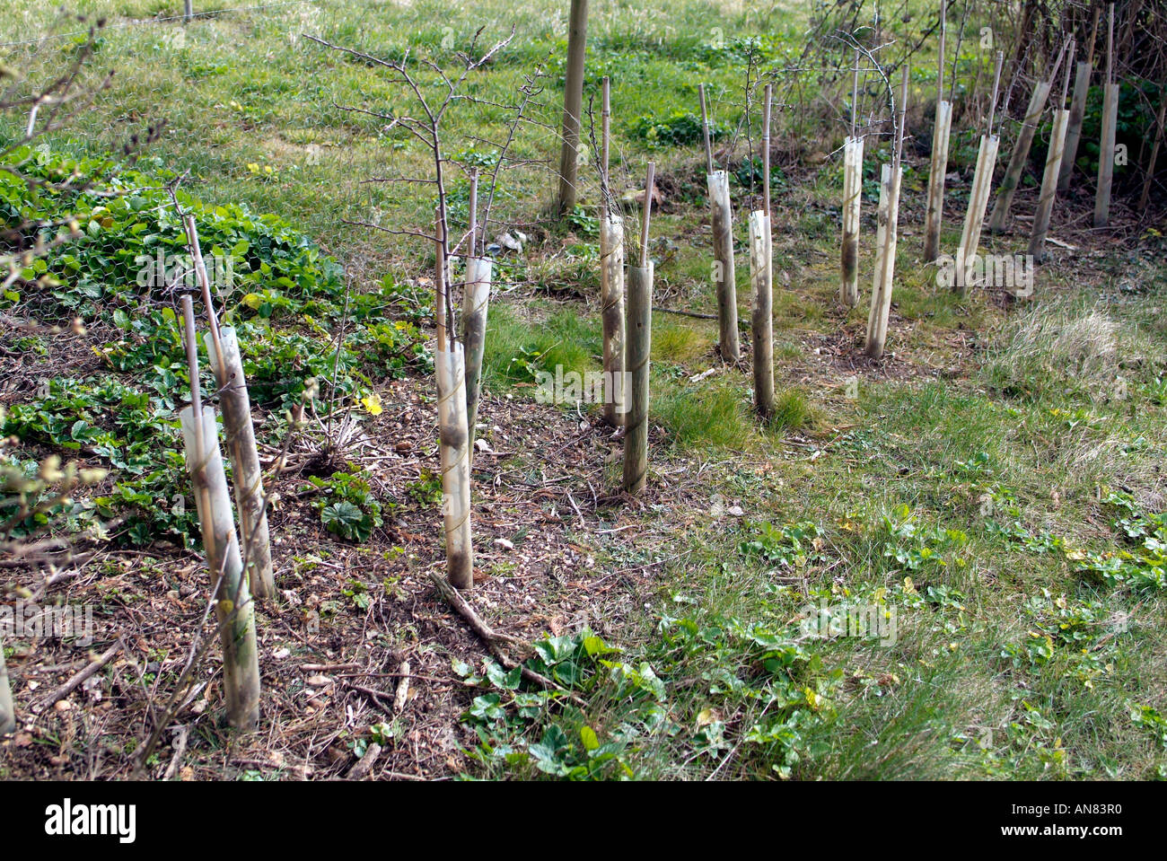 Protecting saplings hi-res stock photography and images - Alamy