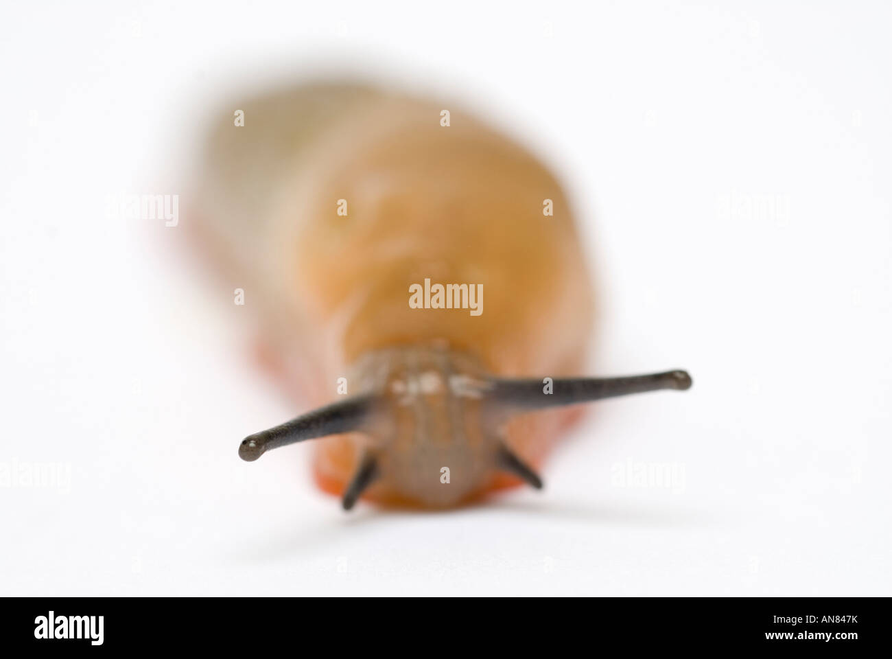 Orange slug Cut Out Stock Images & Pictures - Alamy