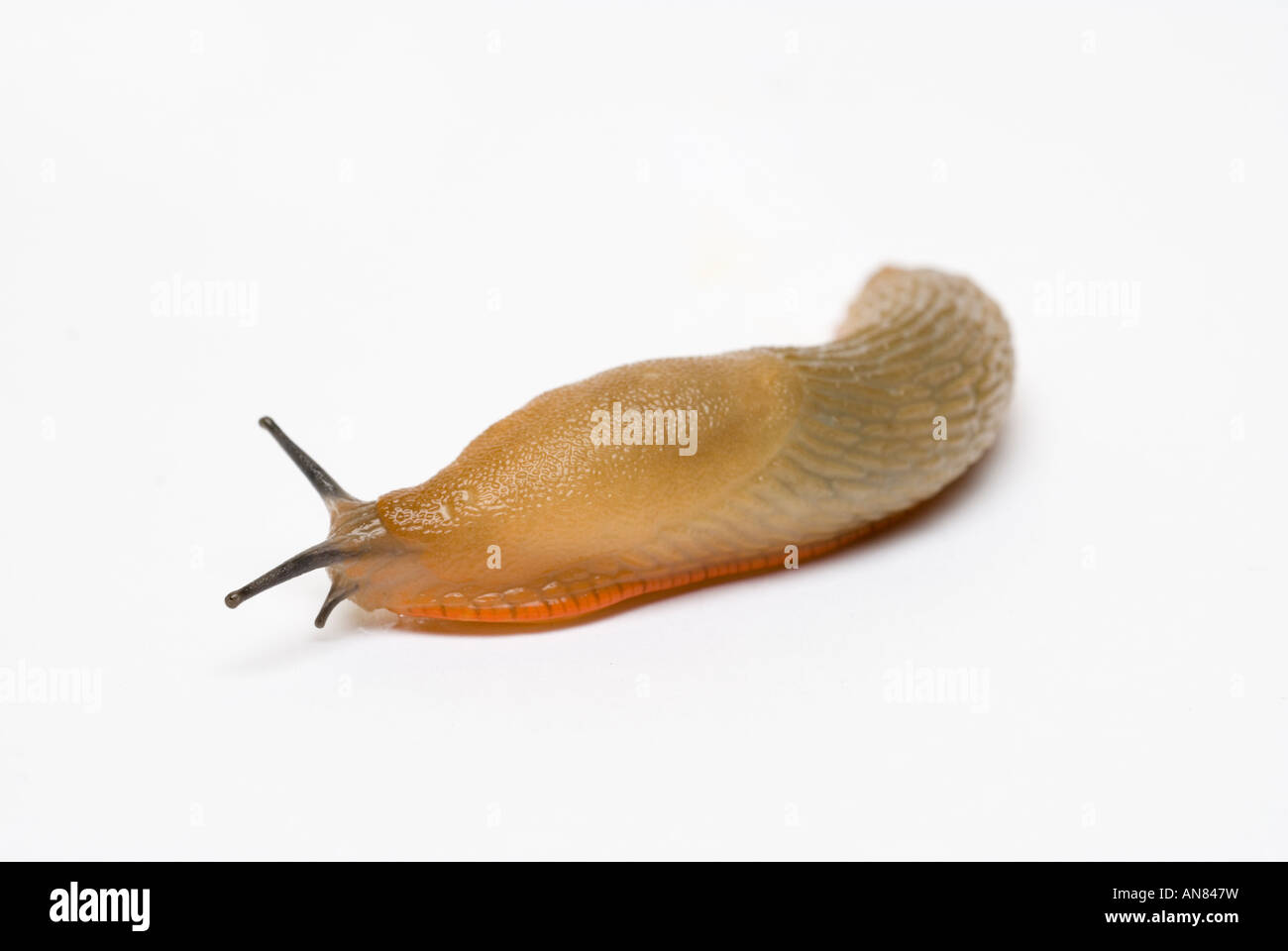 Orange slug Cut Out Stock Images & Pictures - Alamy