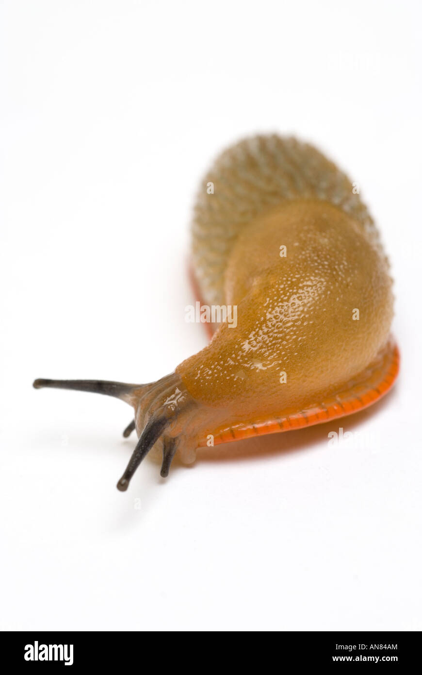 Orange slug Cut Out Stock Images & Pictures - Alamy