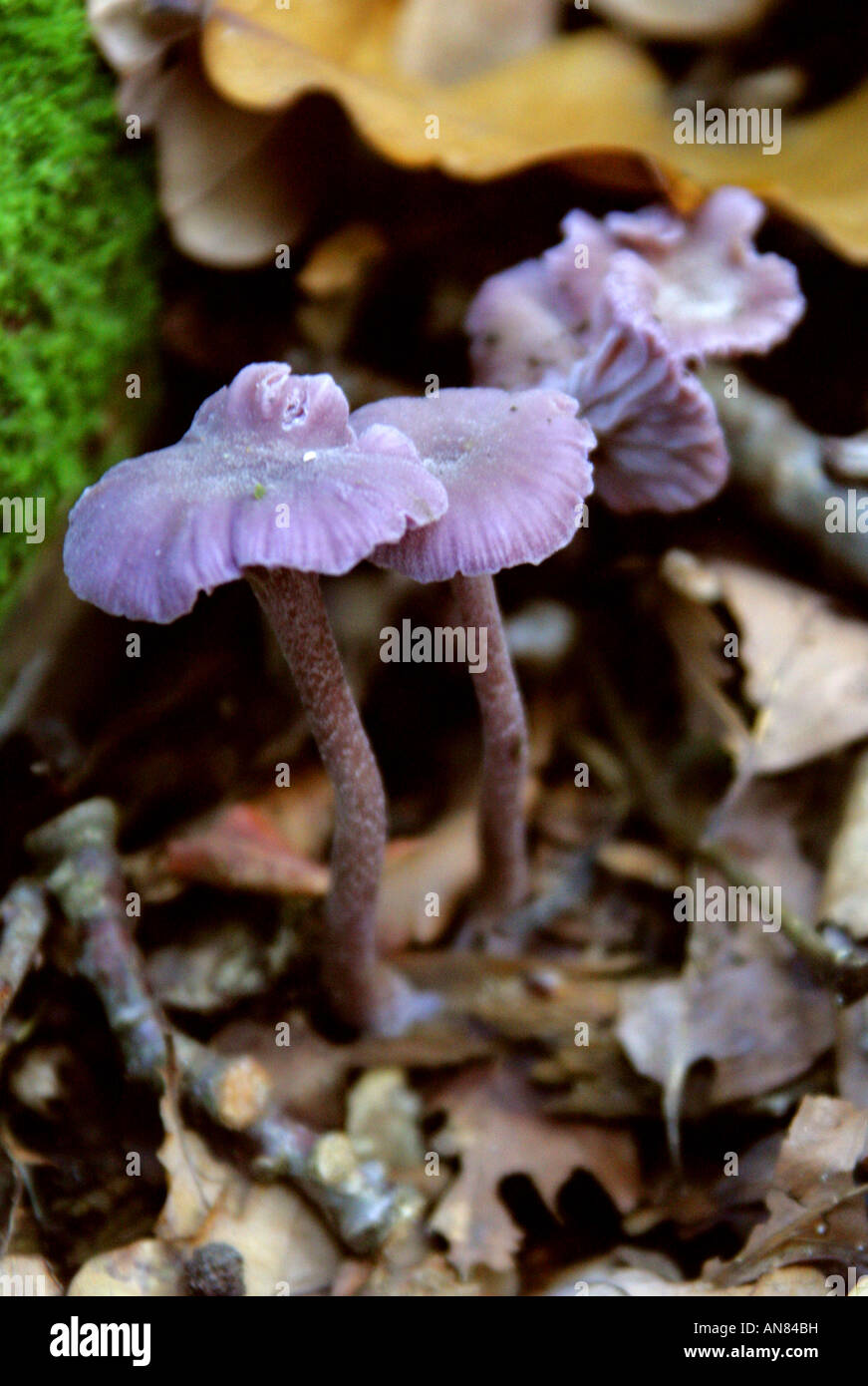 Amethyst Deceiver Fungus, Laccaria amethystina, Hydnangiaceae Stock ...