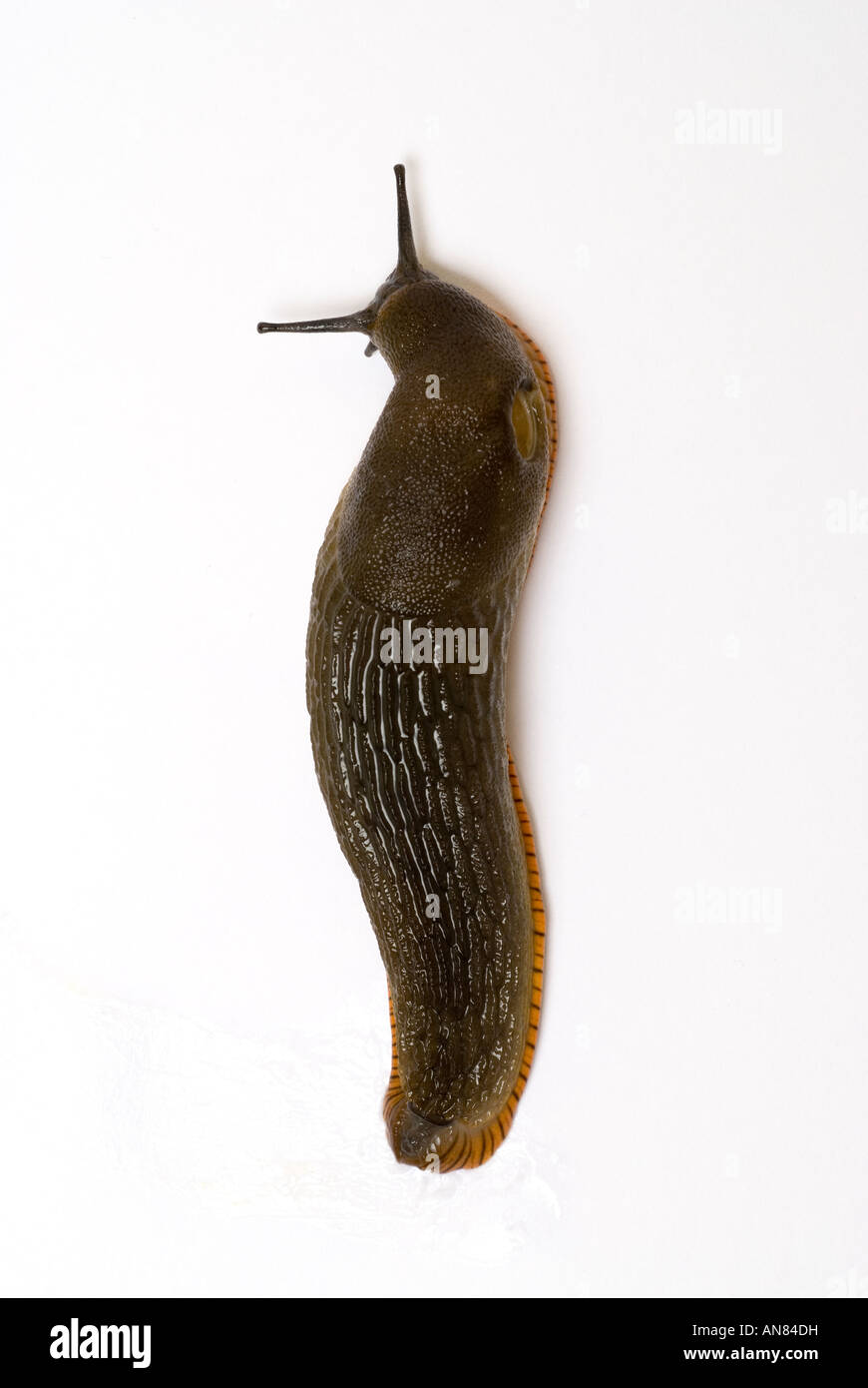 Black slug brown form arion hi-res stock photography and images - Alamy