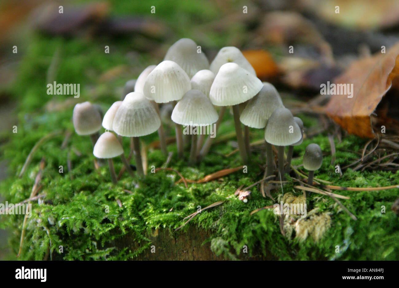 Angels Bonnets Fungi, Mycena arcangeliana, Mycenaceae Stock Photo - Alamy