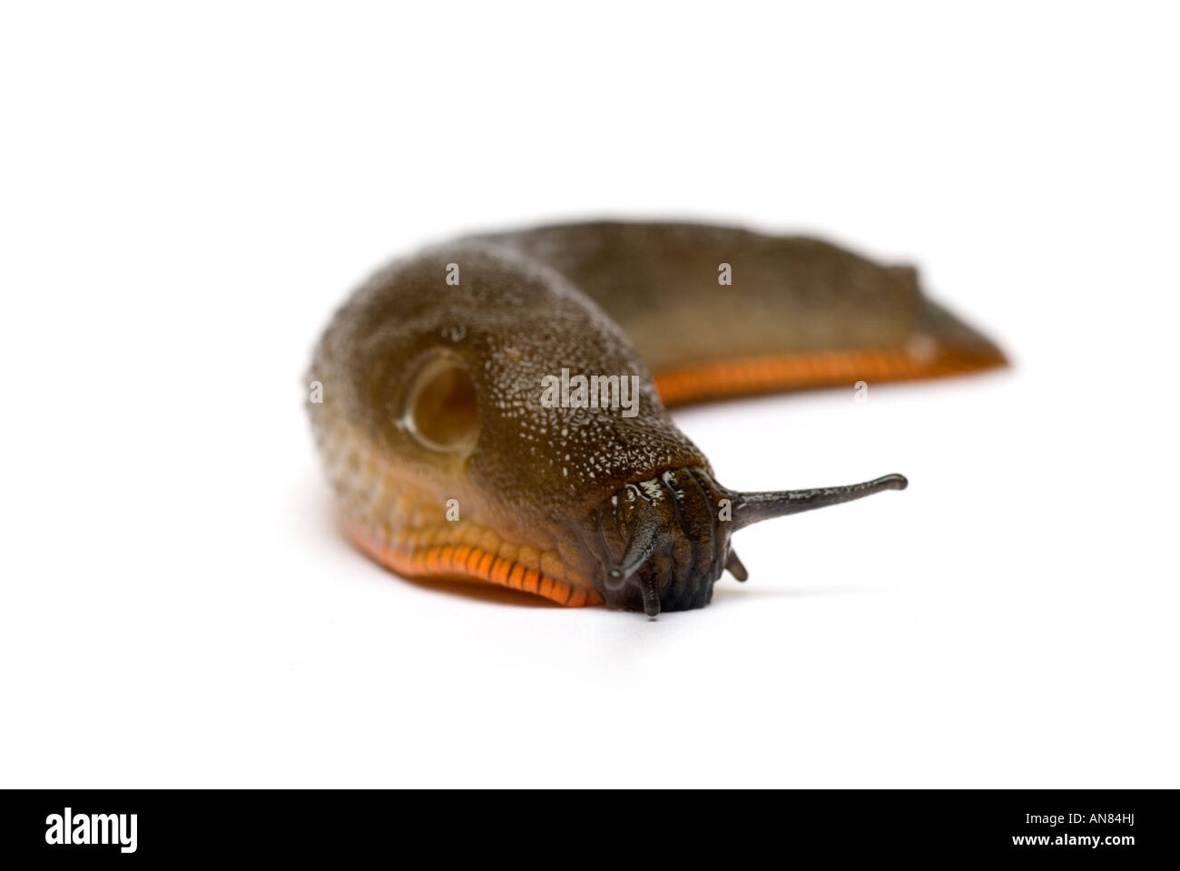 Black slug brown form arion Cut Out Stock Images & Pictures - Alamy