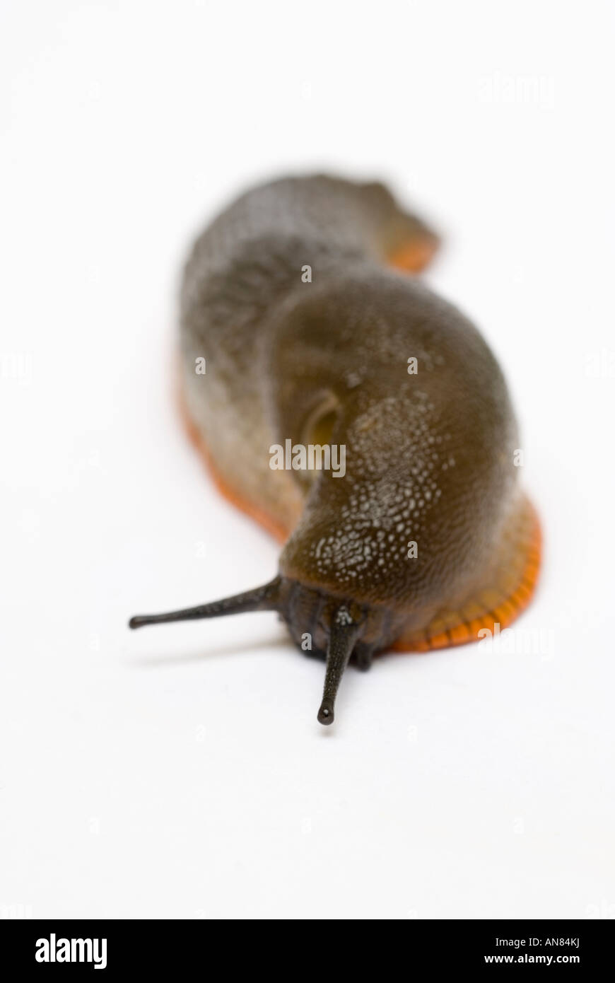 Black slug brown form arion Cut Out Stock Images & Pictures - Alamy