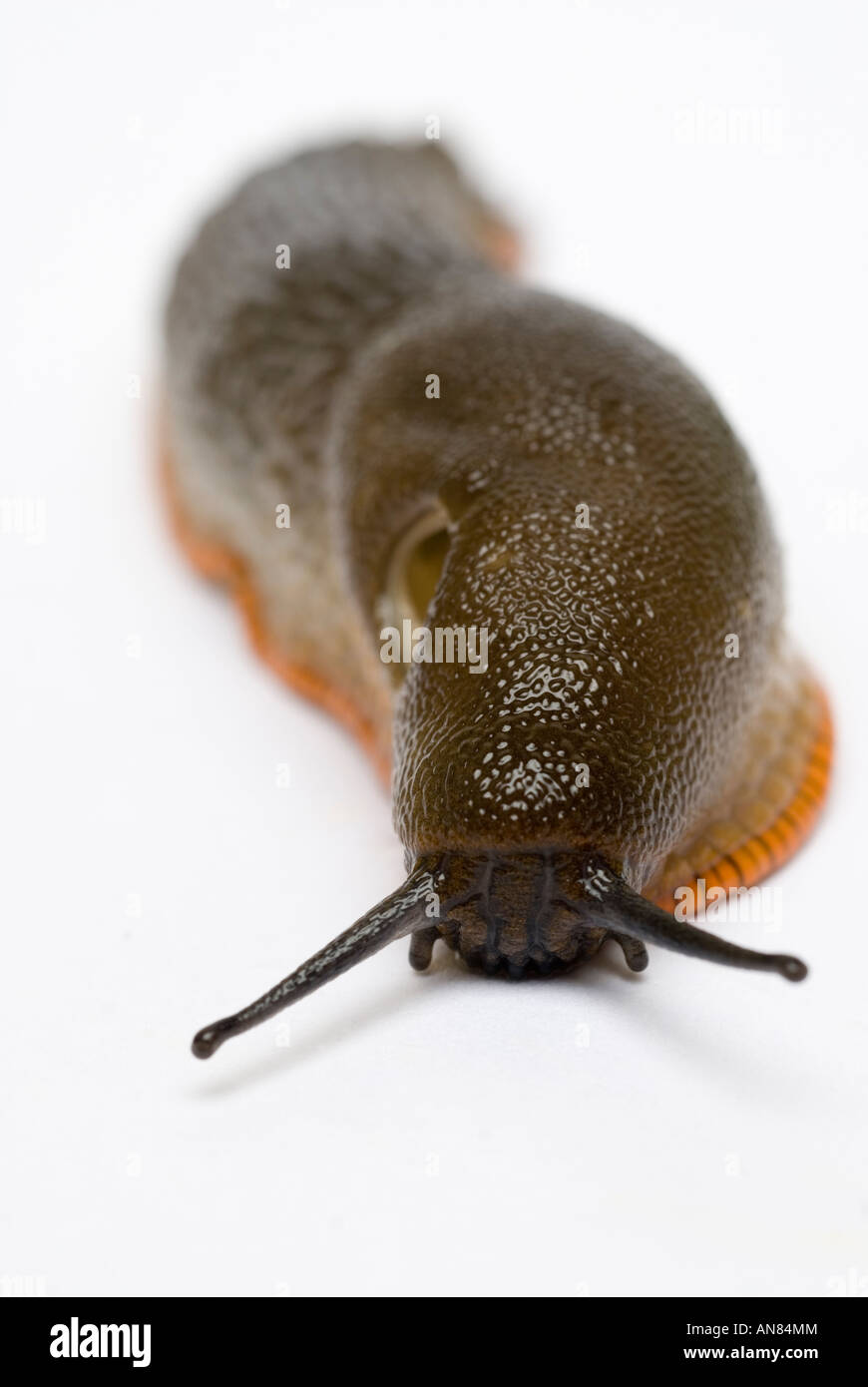 Black slug brown form arion Cut Out Stock Images & Pictures - Alamy