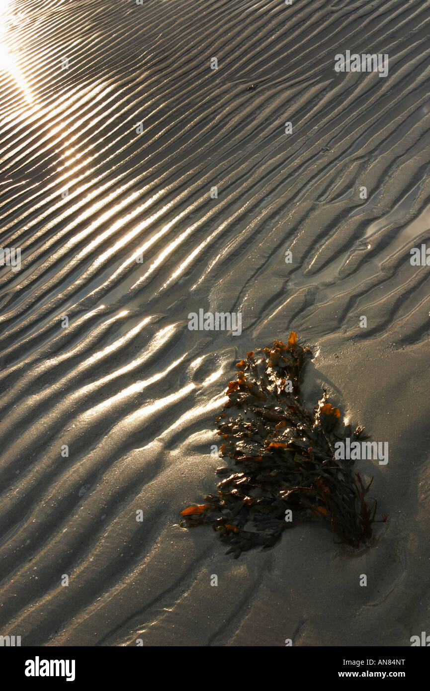 Seaweed and rippled beach Stock Photo - Alamy