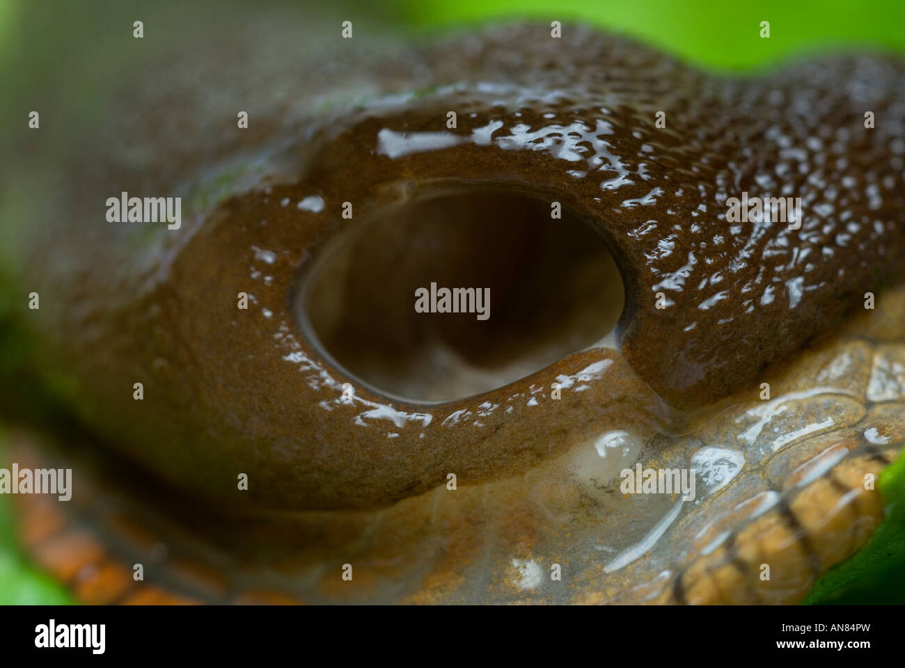 Spiracle hi-res stock photography and images - Alamy