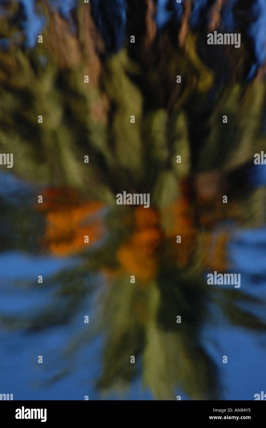 Palm Tree Reflection Stock Photo - Alamy