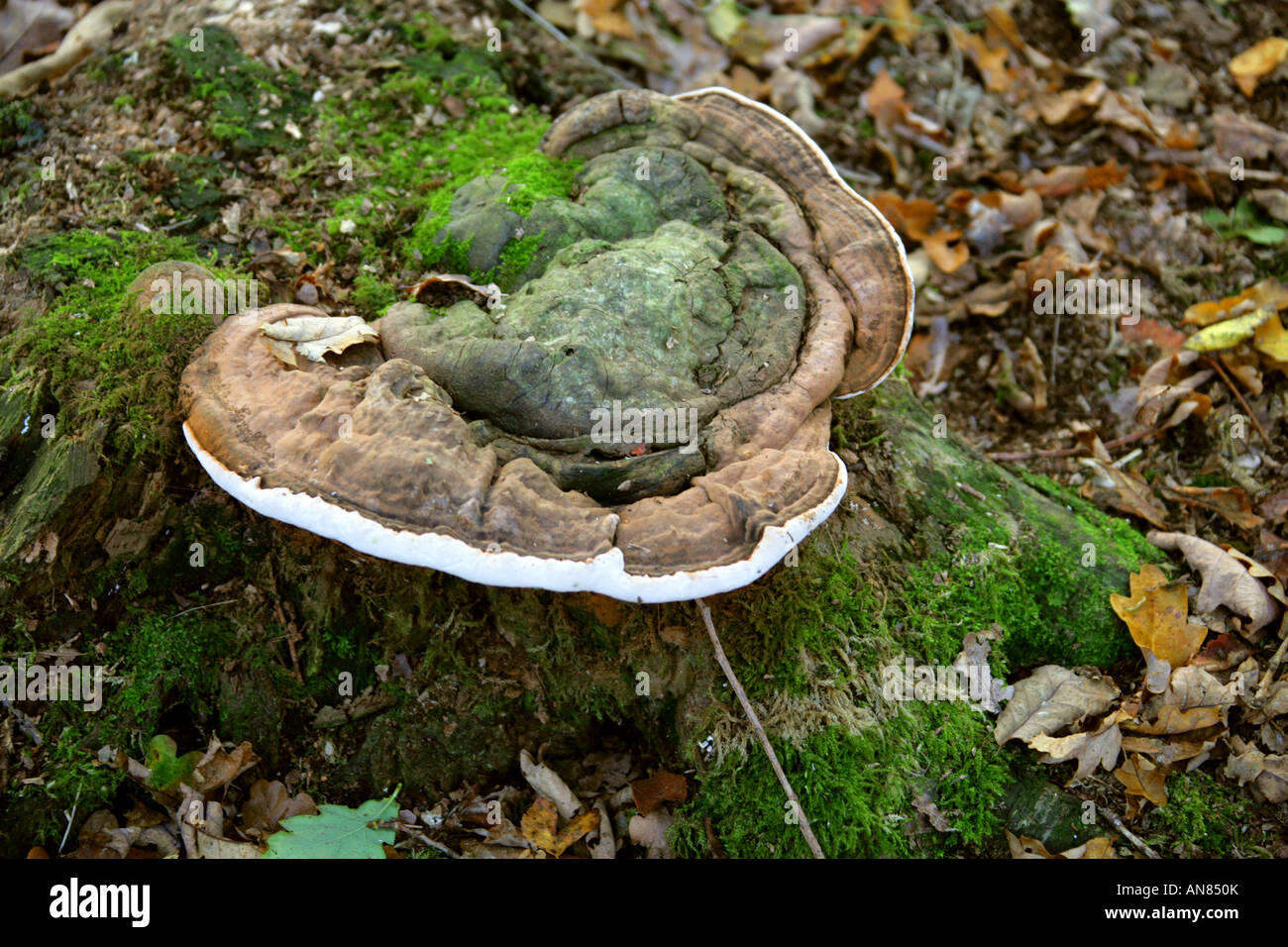 Artists Fungus, Ganoderma applanatum, Ganodermataceae Stock Photo - Alamy