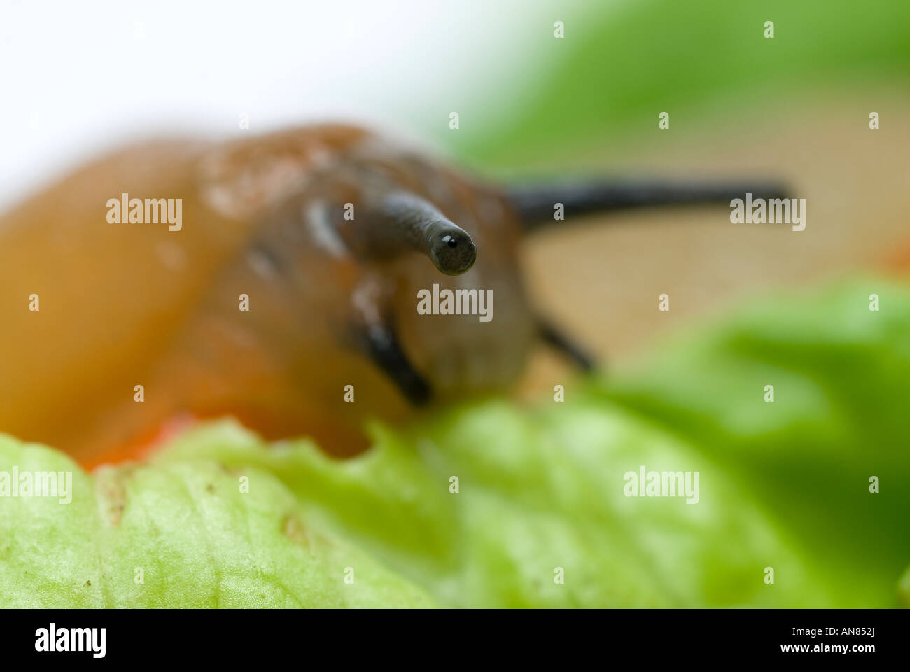 GREAT BLACK SLUG Arion ater eye white or orange form on lettuce Stock ...