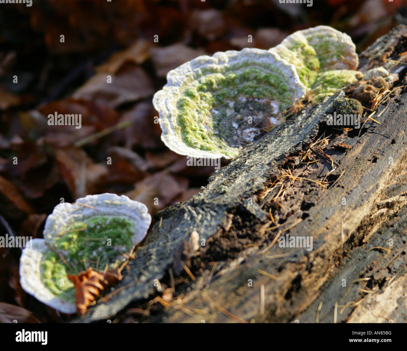 Lumpy Bracket Fungus Trametes gibbosa Polyporaceae Stock Photo - Alamy