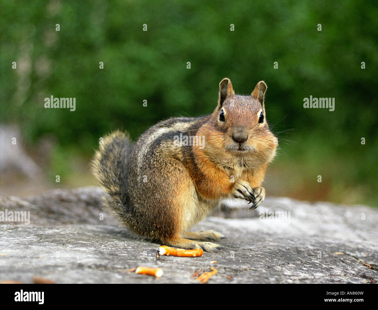 Golden-mantled Ground Squirrel (Spermophilus lateralis Stock Photo - Alamy