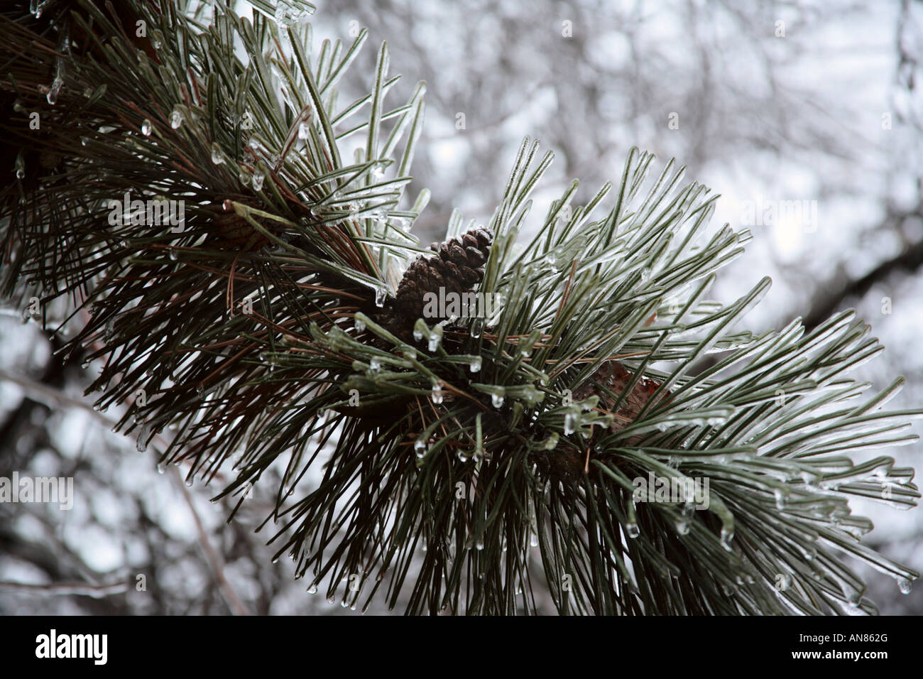 Drooping pine needles hi-res stock photography and images - Alamy