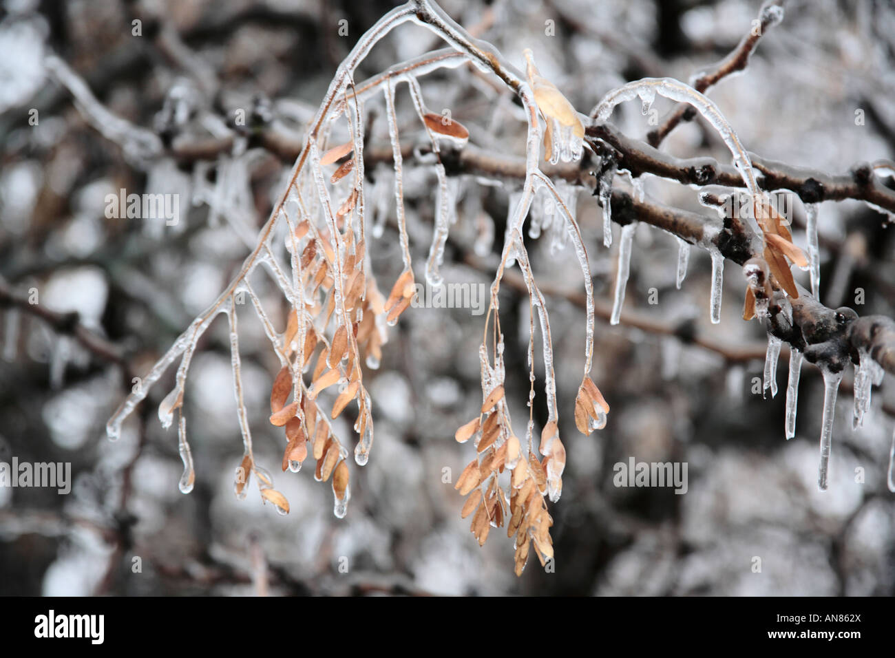 Ice on Branches Stock Photo - Alamy