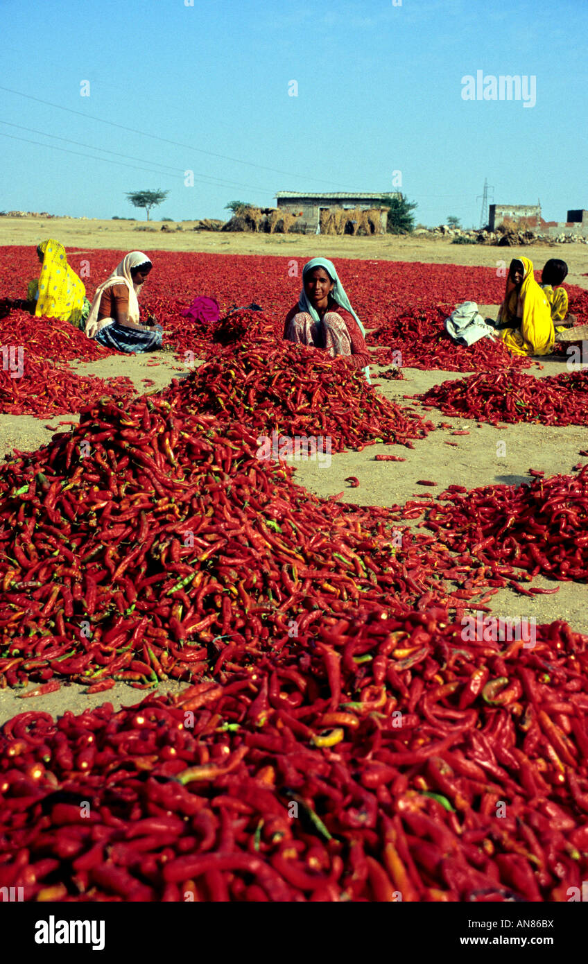 Drying chillies, Rajasthan, India Stock Photo - Alamy