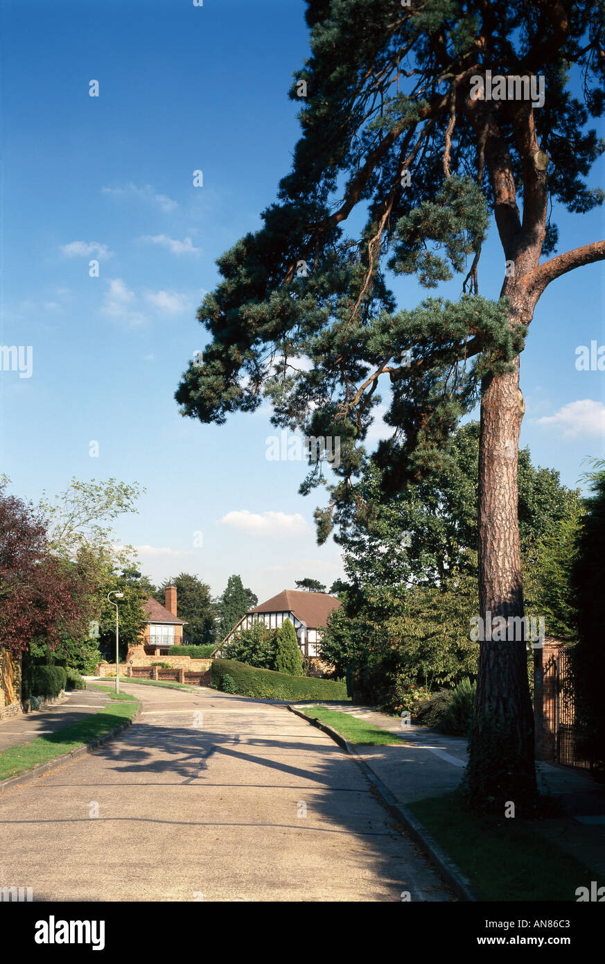 Detached homes tree lined hi-res stock photography and images - Alamy