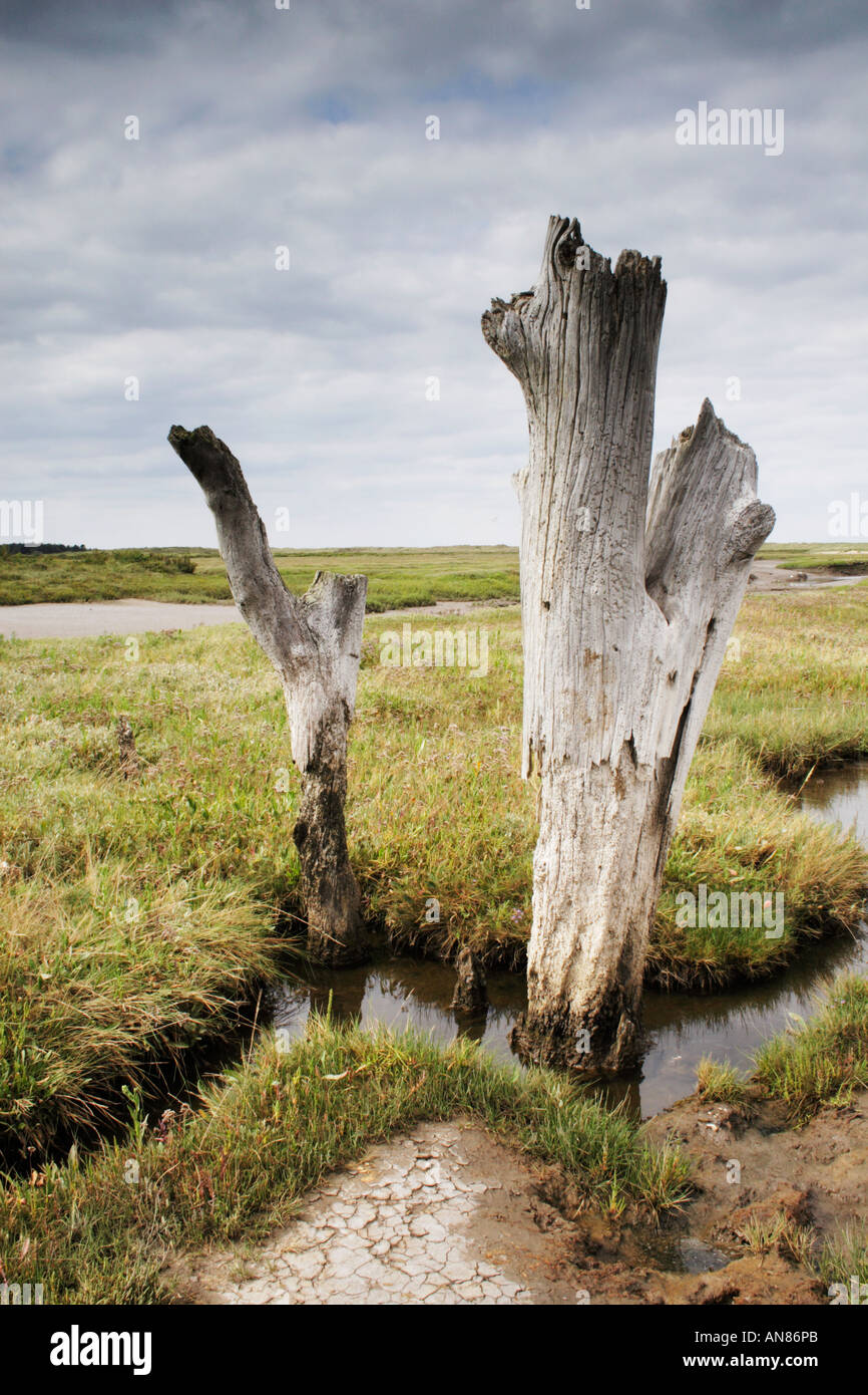 Dead Trees in a Salt-marsh Stock Photo - Alamy